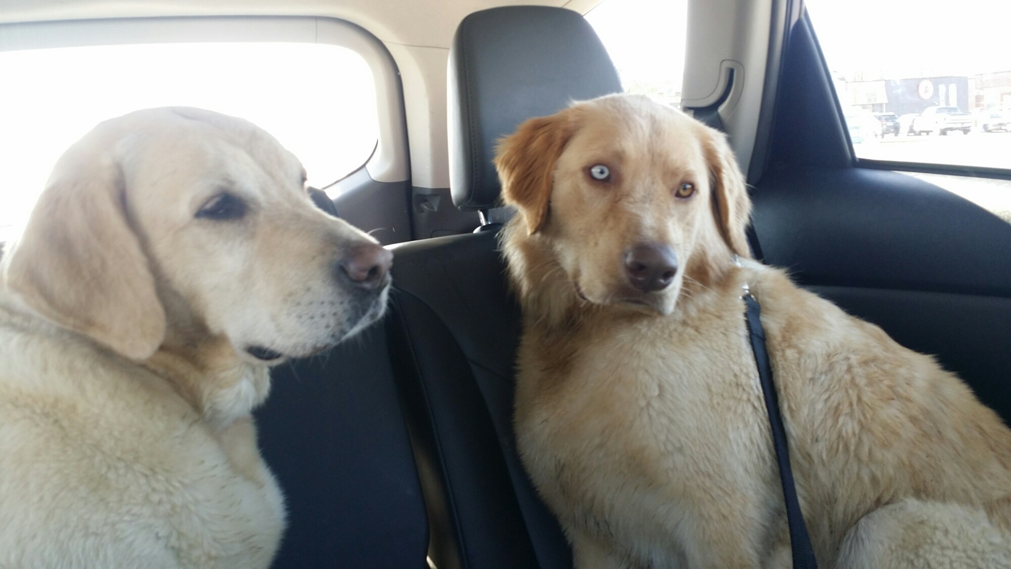 Who’s taking the dogs out? Woof, woof – FIT IS A FEMINIST ISSUE