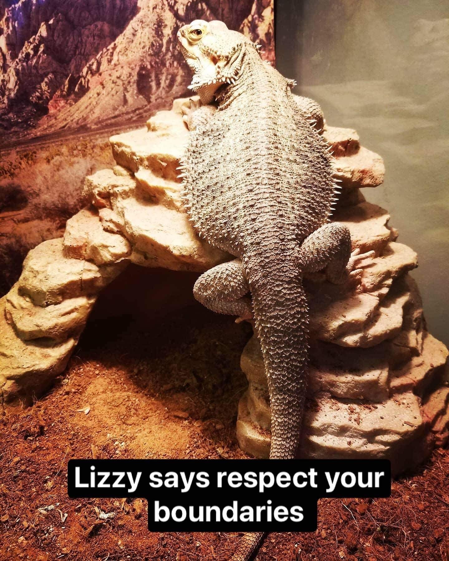 Bearded Dragon Quotes Bearded Dragon Symbolism & Meaning | Spirit,