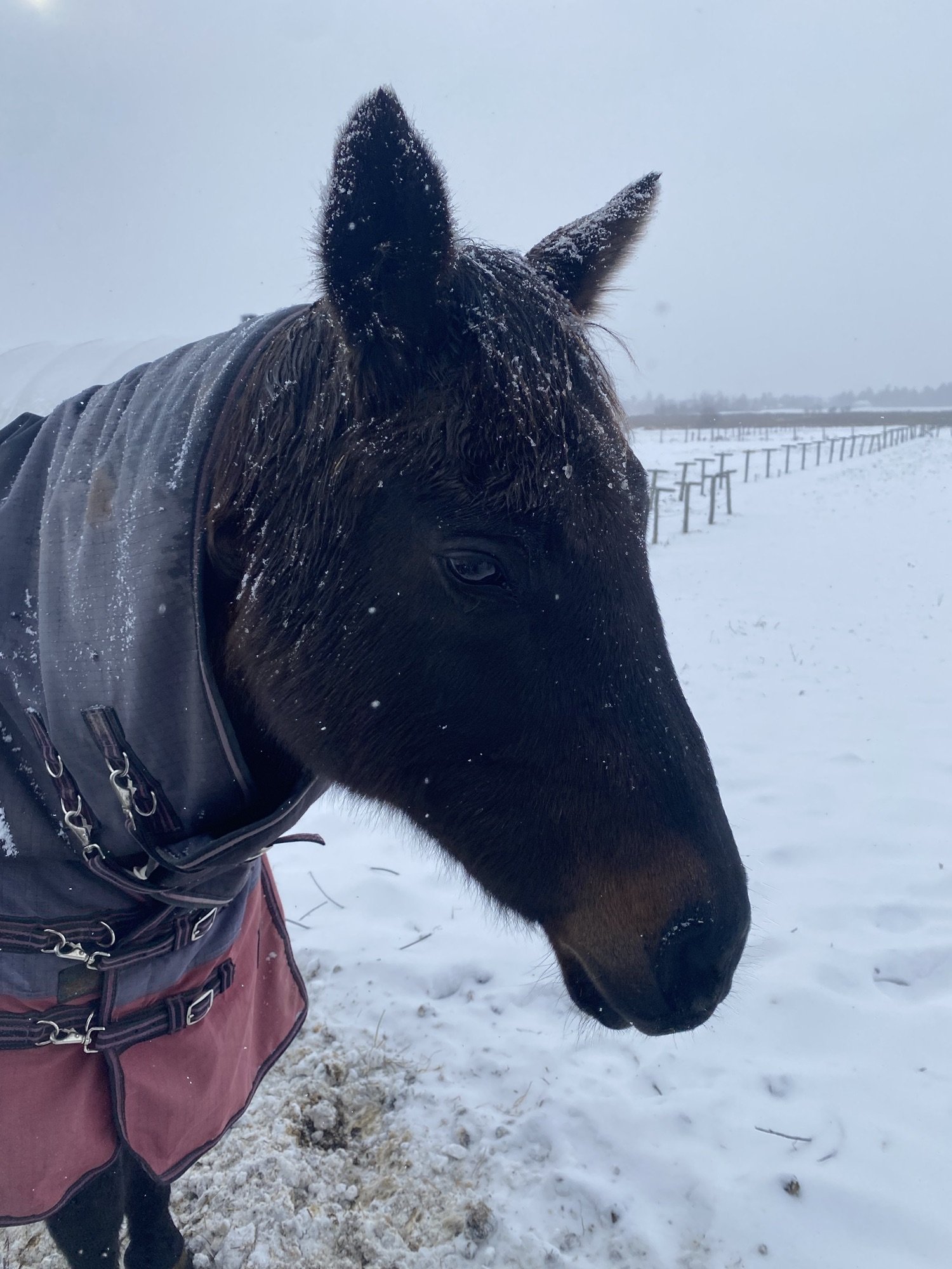 Happy Horse-iversay to me – FIT IS A FEMINIST ISSUE
